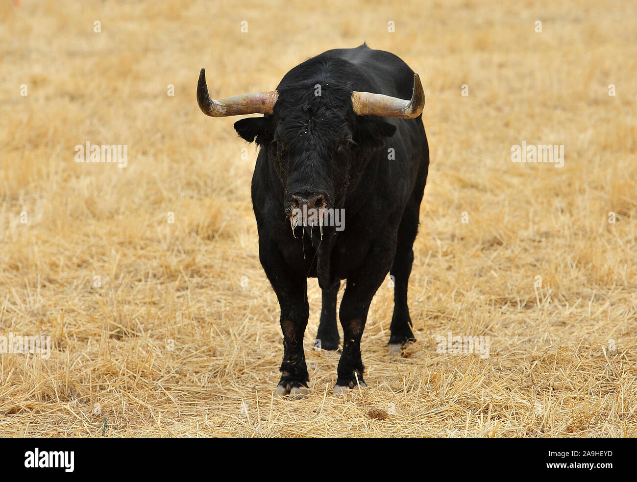 strong and angry bull in spain Stock Photo - Alamy