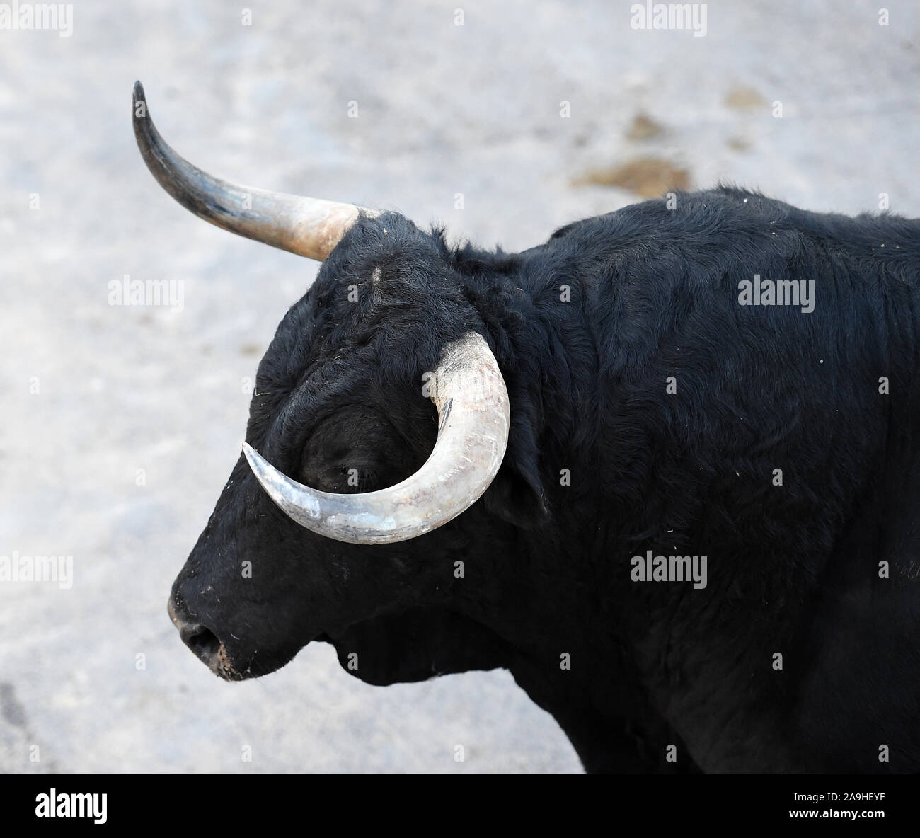 strong and angry bull in spain Stock Photo - Alamy
