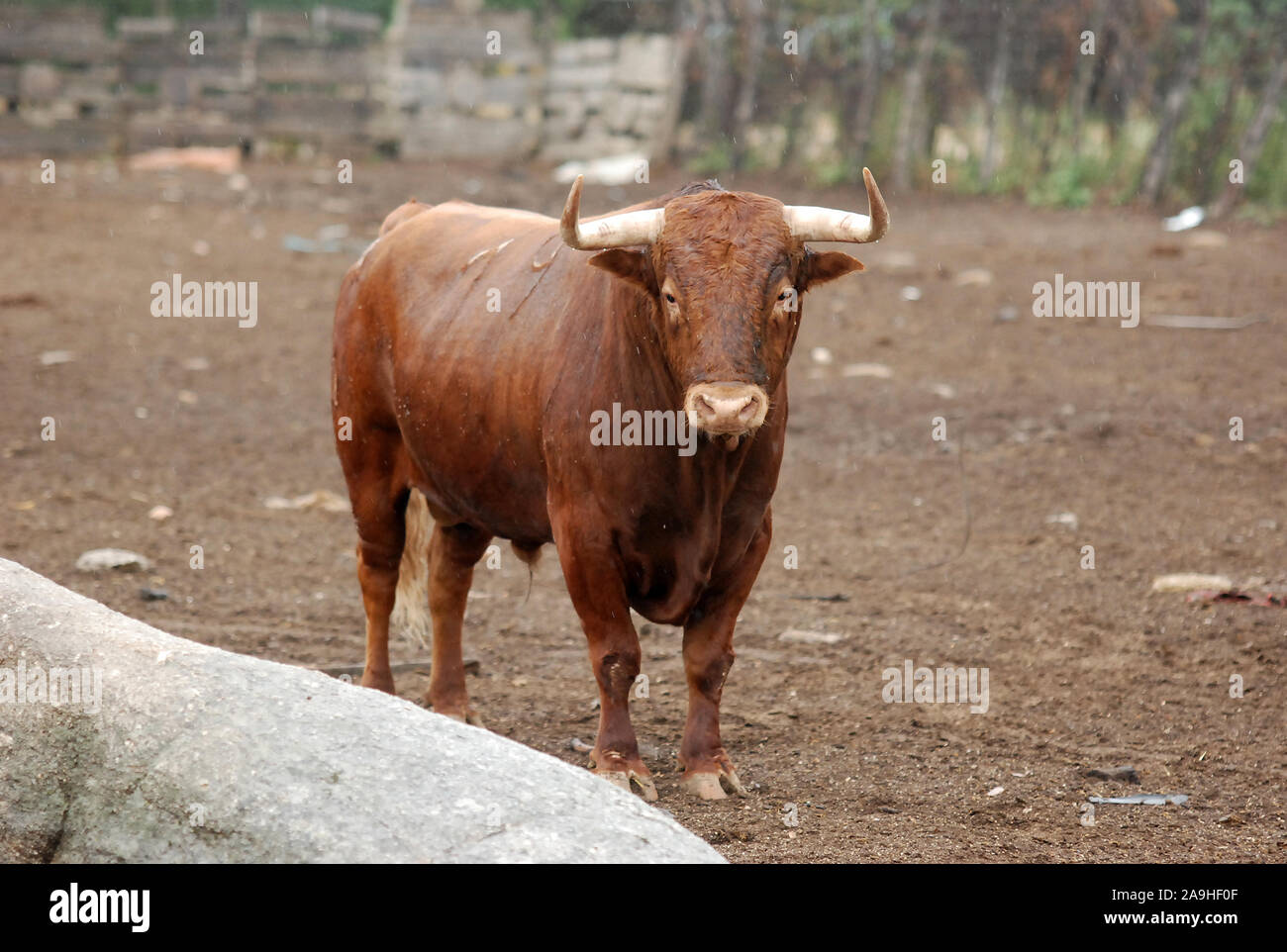 strong and angry bull in spain Stock Photo - Alamy