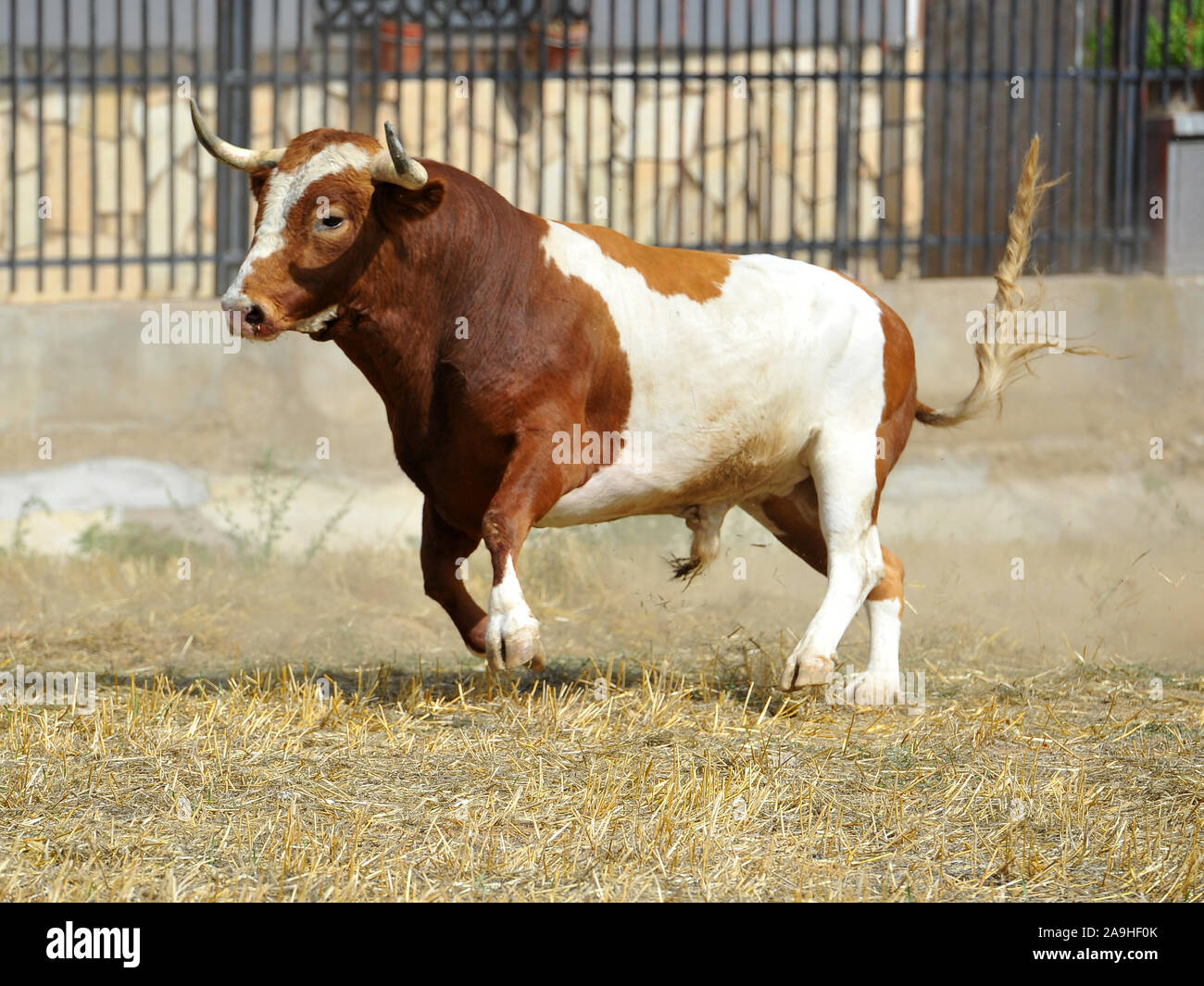 strong and angry bull in spain Stock Photo - Alamy