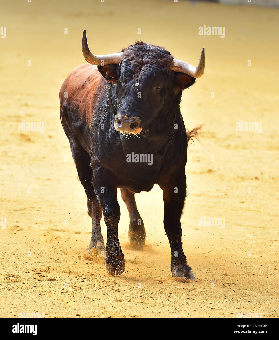 Angry bull hi-res stock photography and images - Alamy