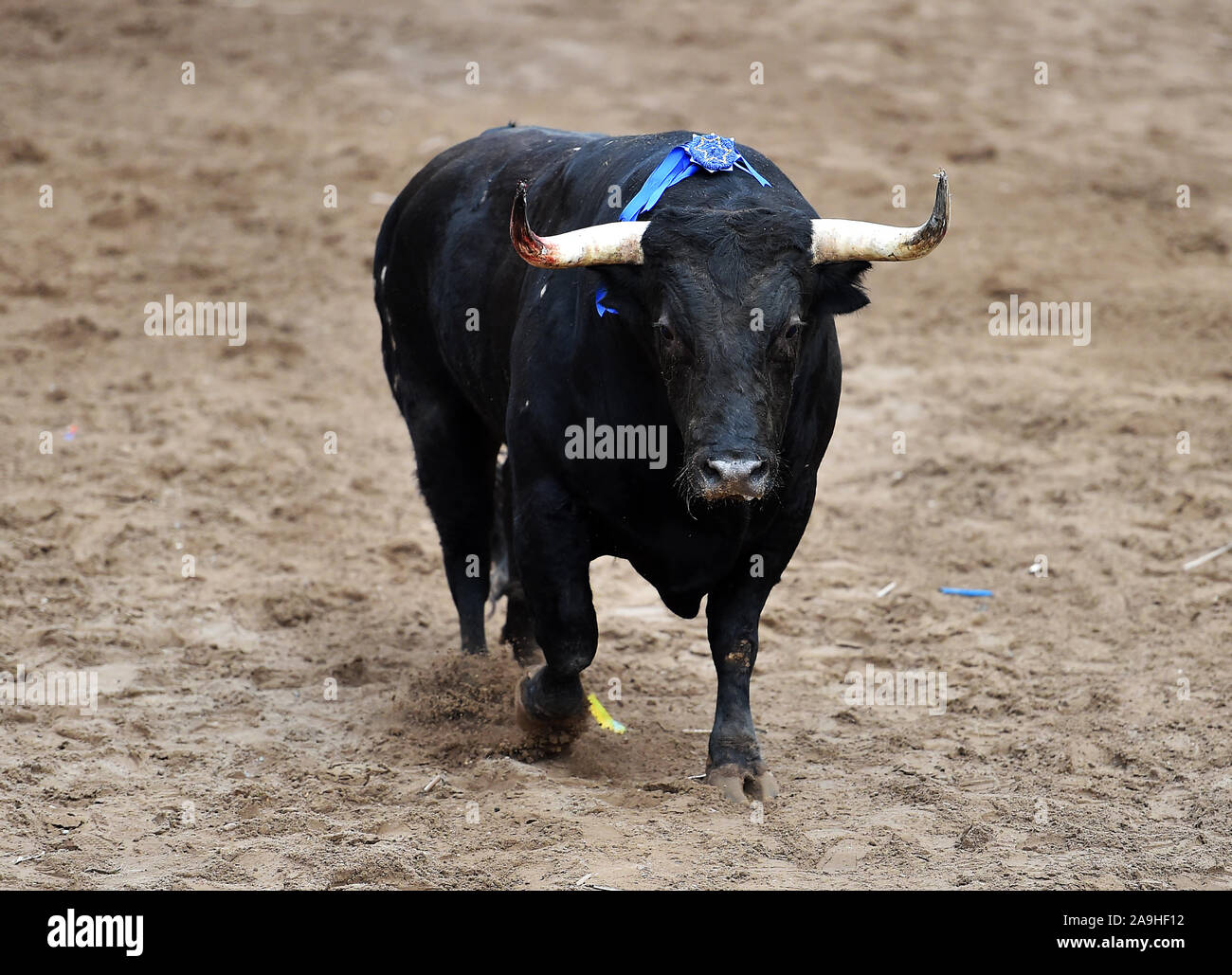 strong and angry bull in spain Stock Photo - Alamy