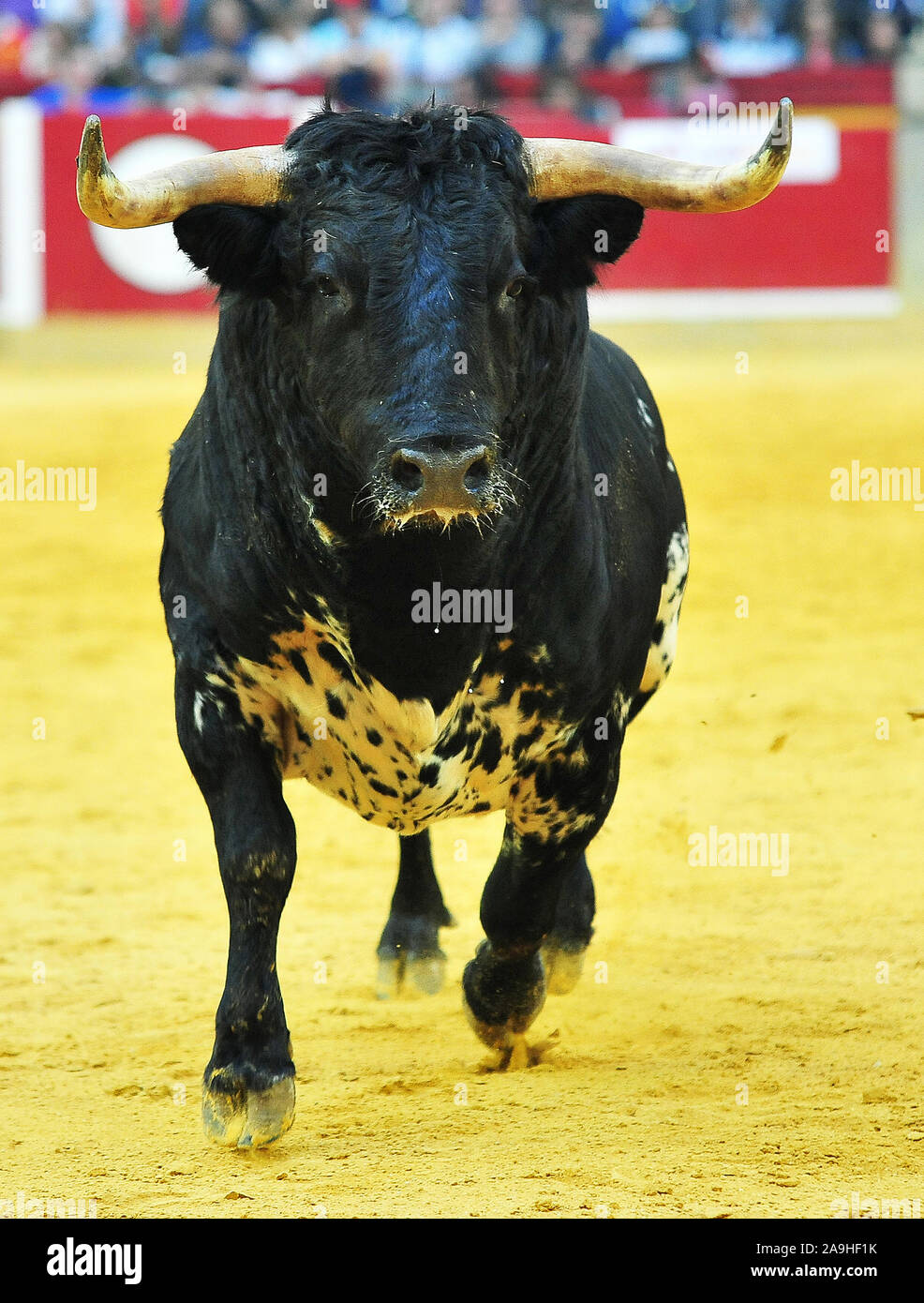 strong and angry bull in spain Stock Photo - Alamy