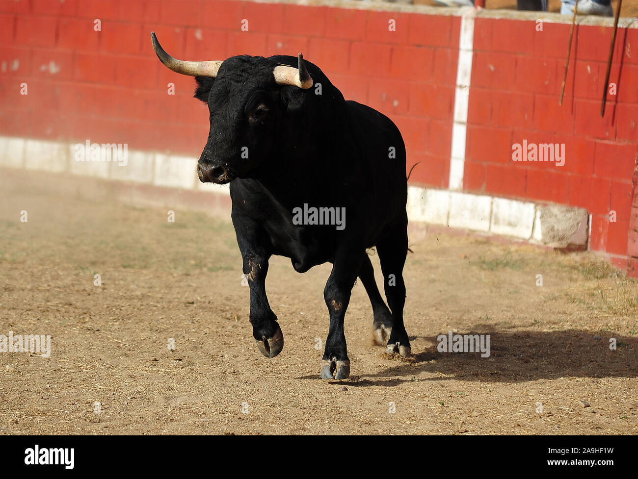 strong and angry bull in spain Stock Photo - Alamy