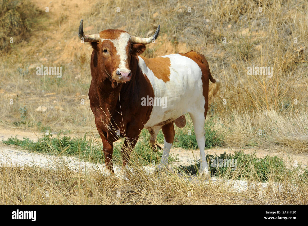 strong and angry bull in spain Stock Photo - Alamy