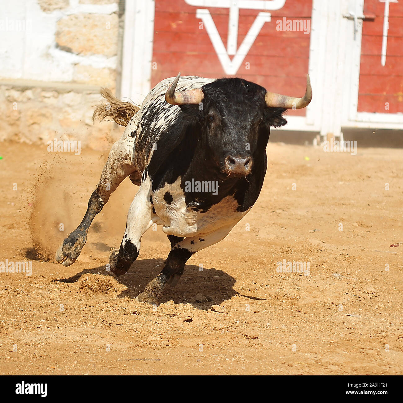 strong and angry bull in spain Stock Photo - Alamy