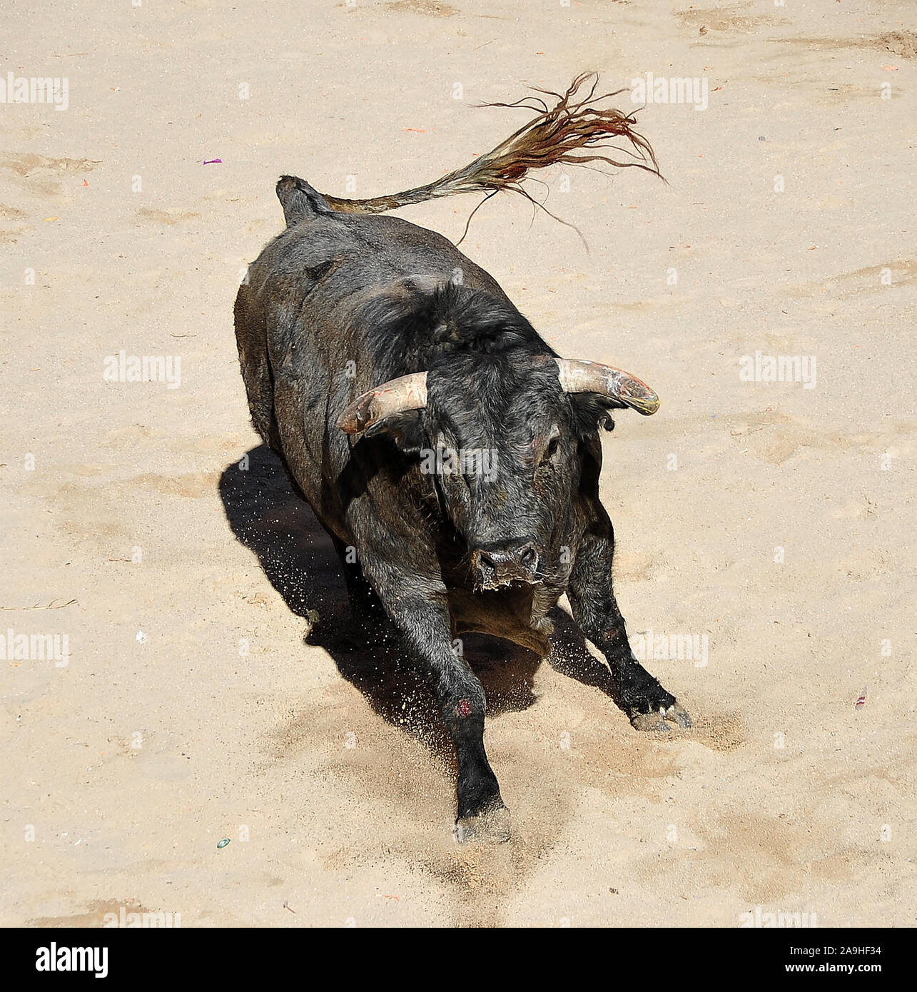strong and angry bull in spain Stock Photo - Alamy