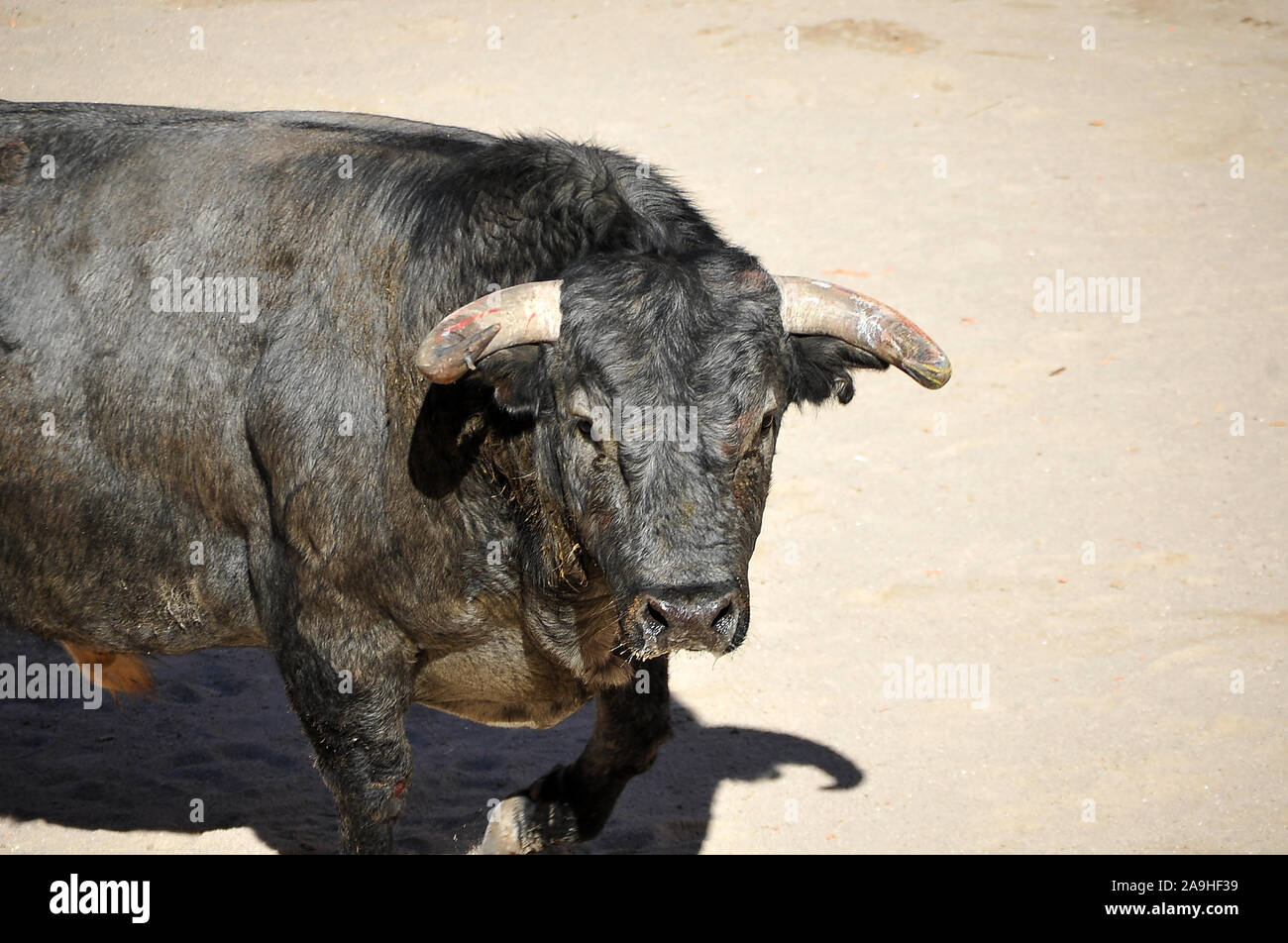 strong and angry bull in spain Stock Photo - Alamy