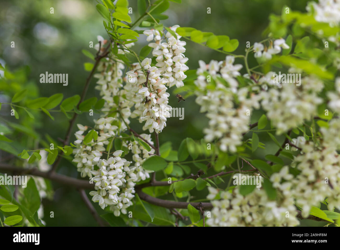 Honey bee collects nectar from white flowers tree acacia. Blooming ...