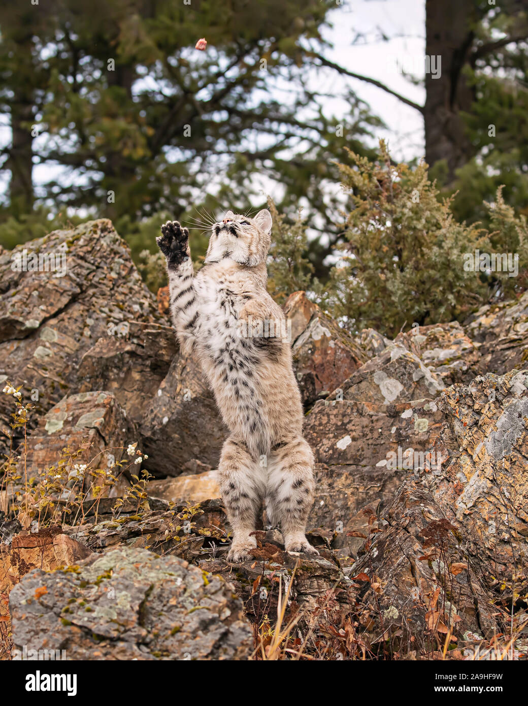 Adult Bobcat in Fall colors in Montana USA Stock Photo - Alamy