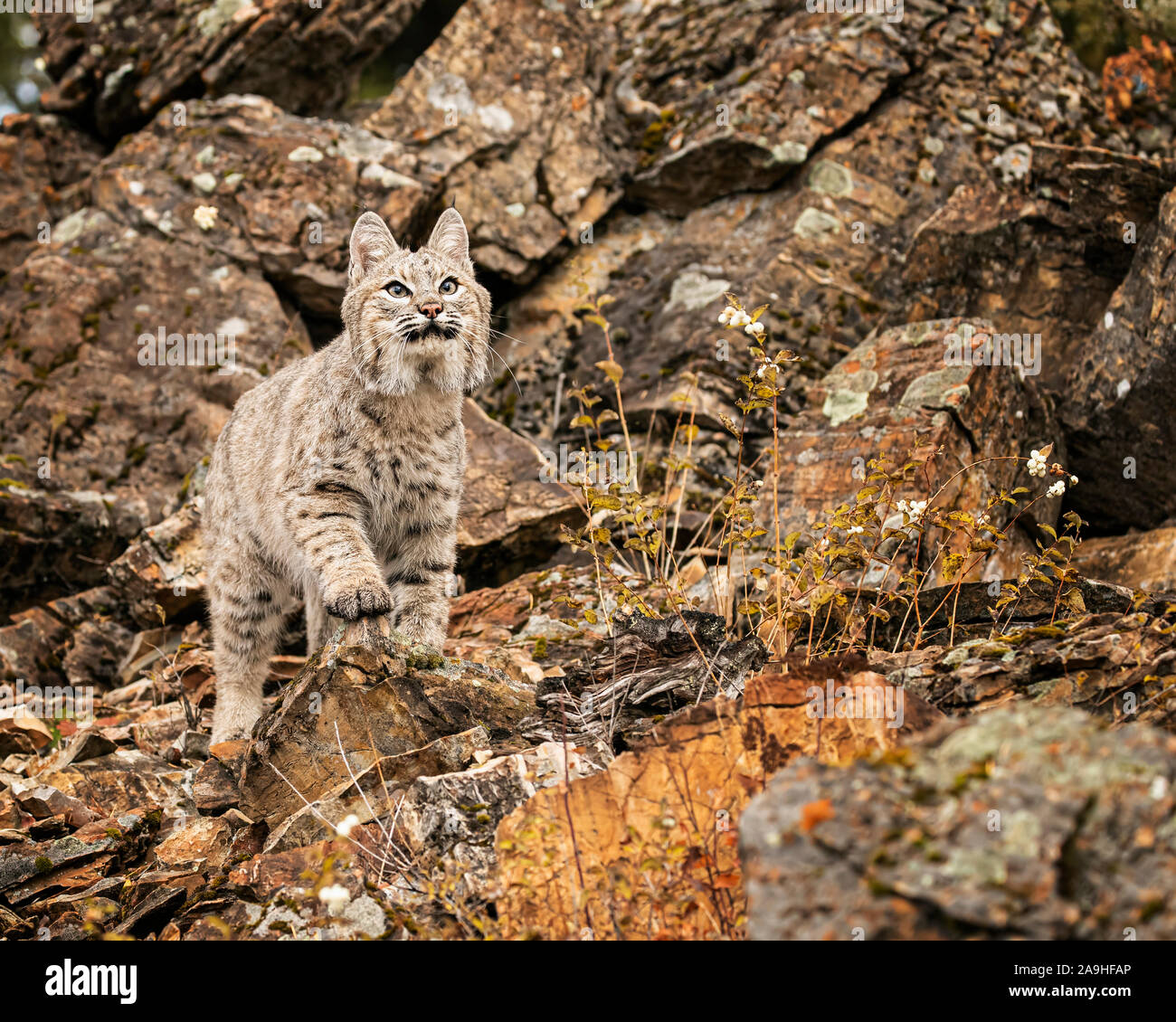 Adult Bobcat in Fall colors in Montana USA Stock Photo - Alamy