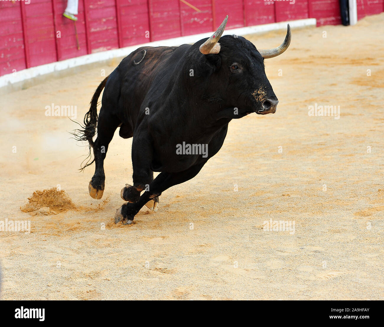 strong and angry bull in spain Stock Photo - Alamy
