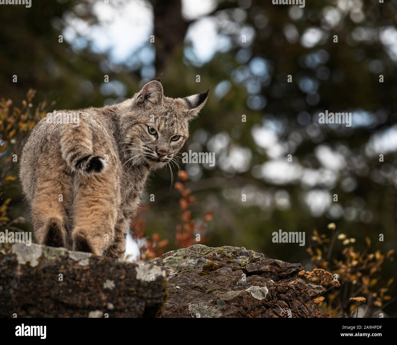 Adult Bobcat in Fall colors in Montana USA Stock Photo - Alamy