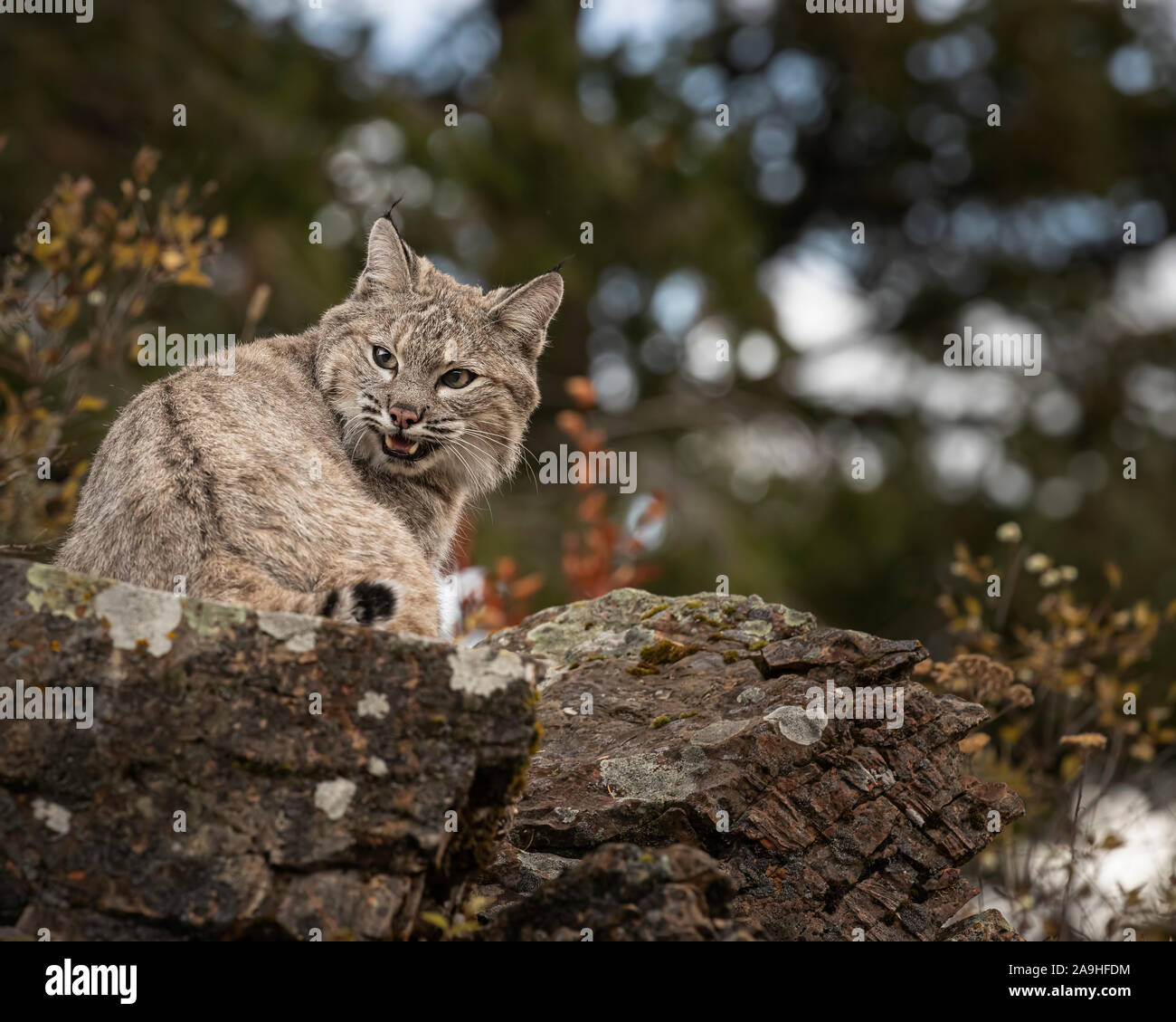 Black tufted ears hi-res stock photography and images - Alamy