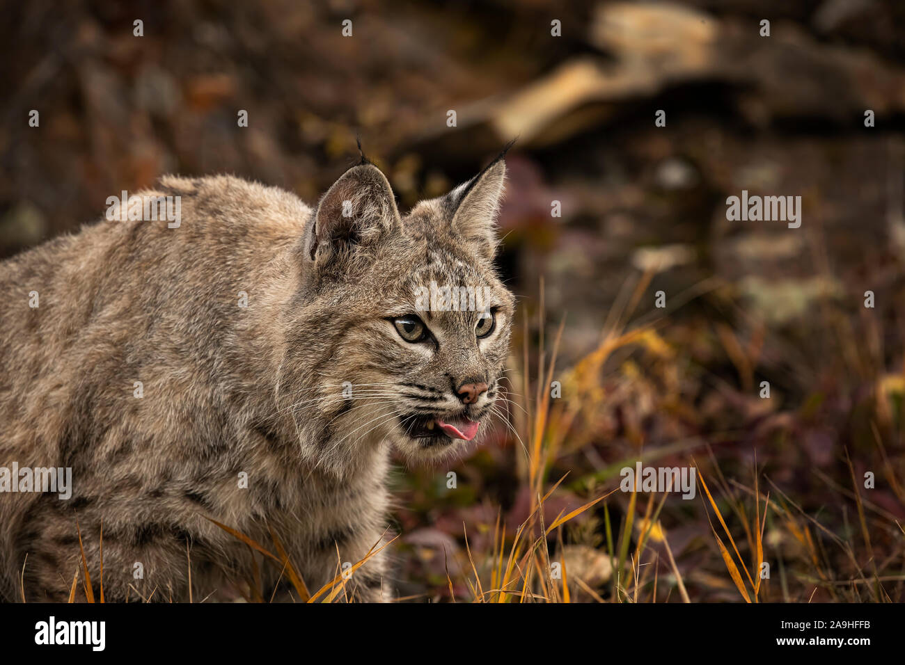 Adult Bobcat in Fall colors in Montana USA Stock Photo - Alamy