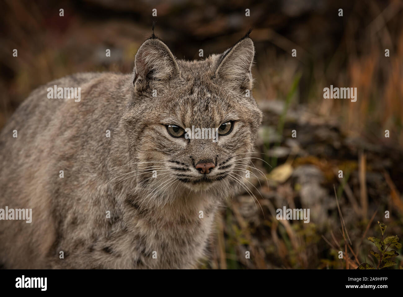 Adult Bobcat in Fall colors in Montana USA Stock Photo - Alamy