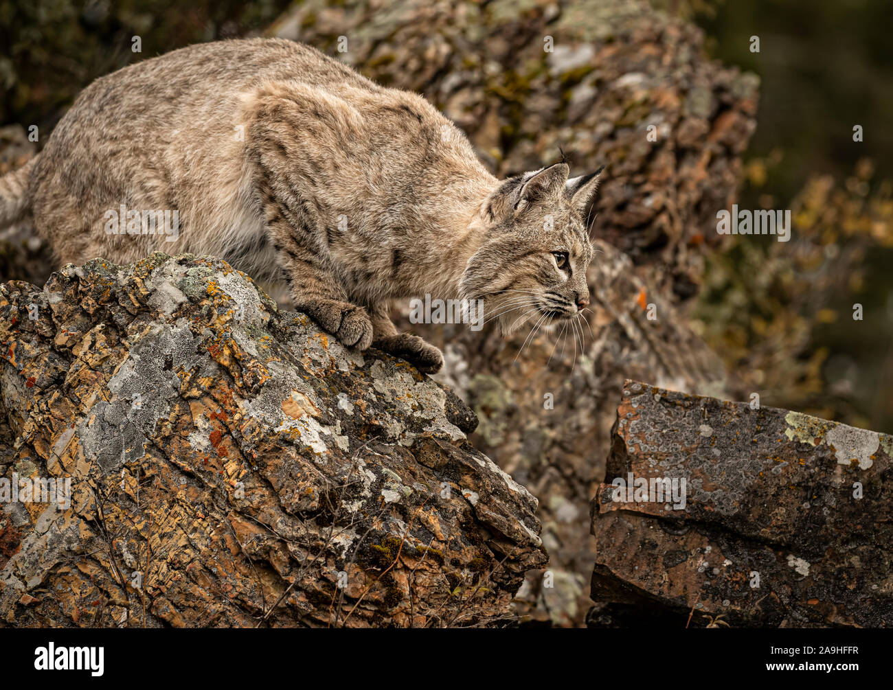 Adult Bobcat in Fall colors in Montana USA Stock Photo - Alamy