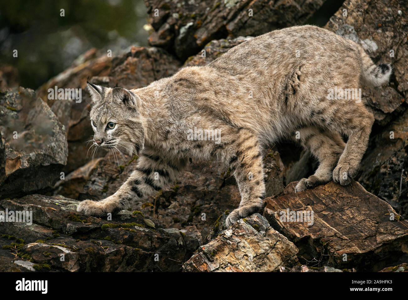 Adult Bobcat in Fall colors in Montana USA Stock Photo - Alamy