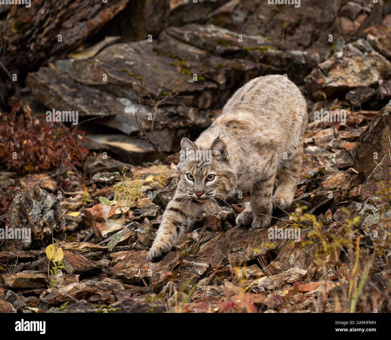 Adult Bobcat in Fall colors in Montana USA Stock Photo - Alamy