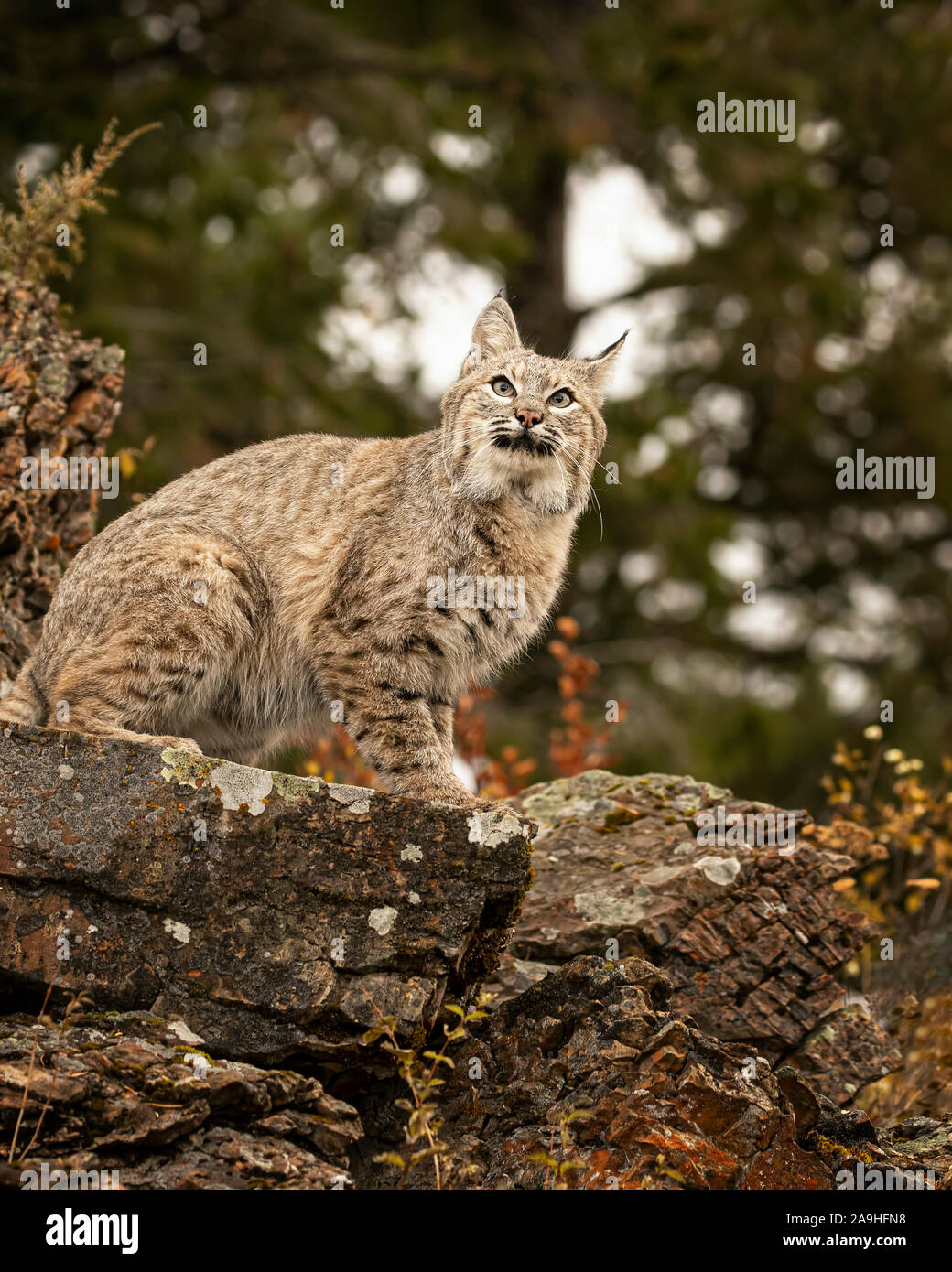 Adult Bobcat in Fall colors in Montana USA Stock Photo - Alamy