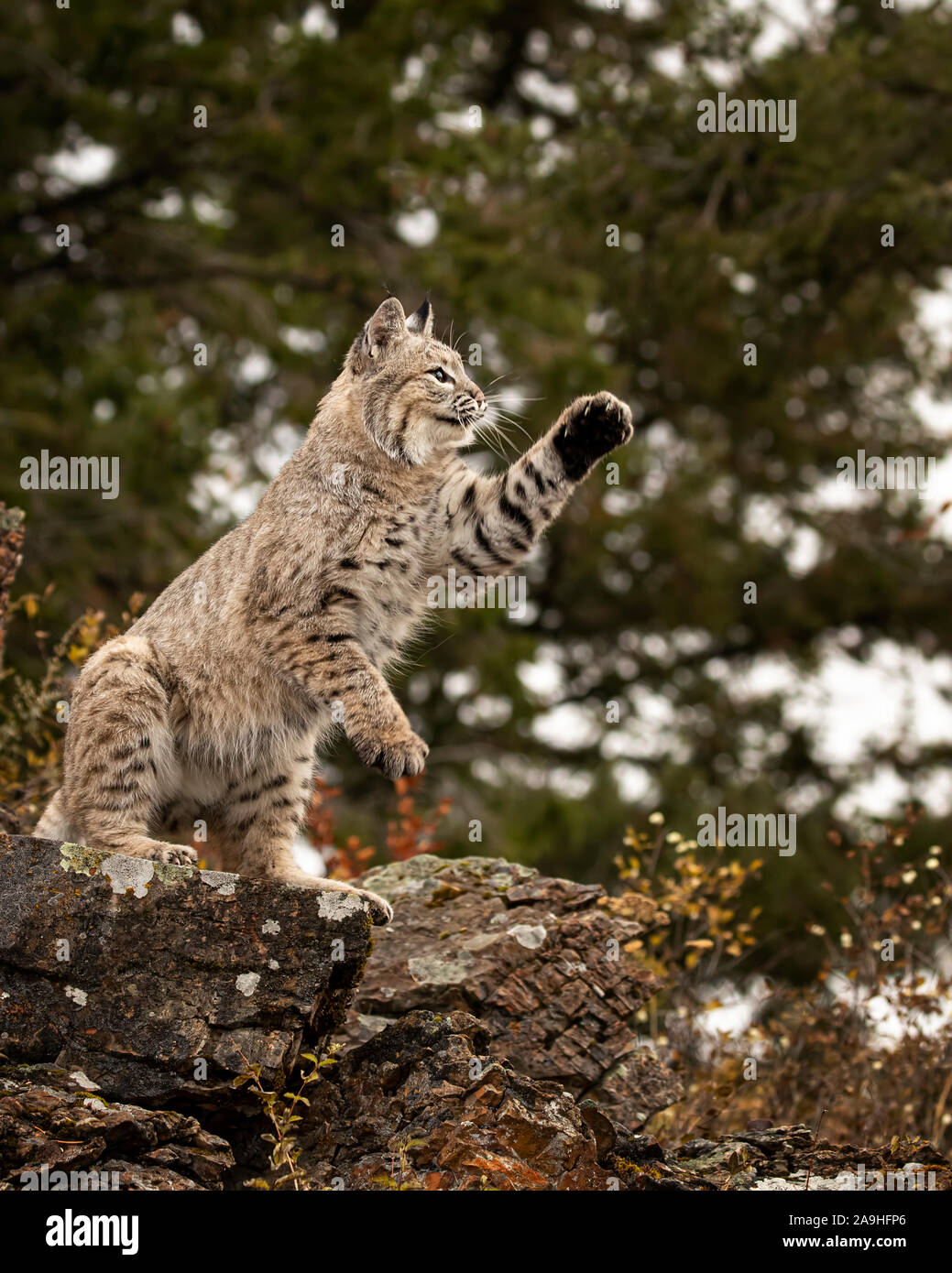 Adult Bobcat in Fall colors in Montana USA Stock Photo - Alamy