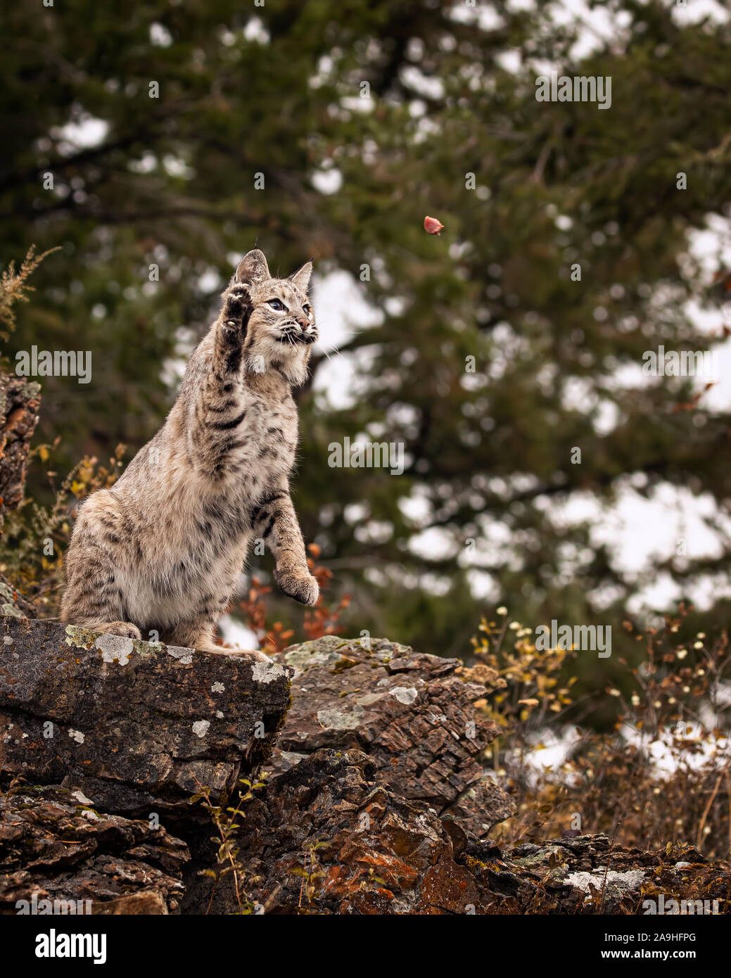 Adult Bobcat in Fall colors in Montana USA Stock Photo - Alamy