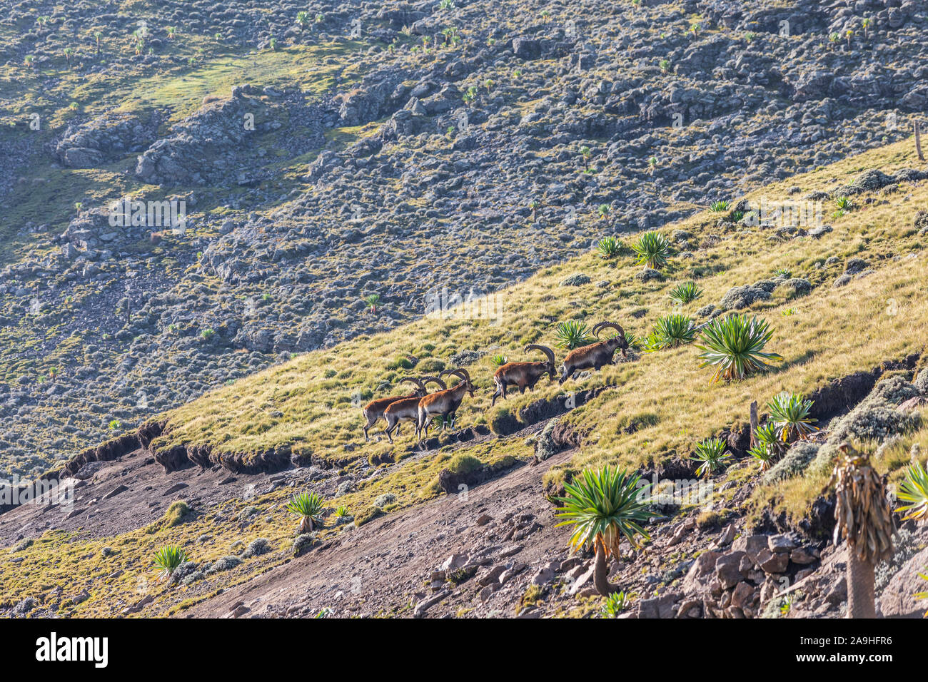 Ethiopia. Amhara. North Gondar. Group of Walia Ibex in the Ethiopian ...