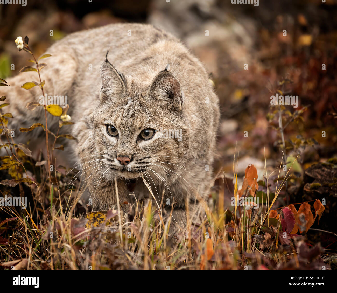 Adult Bobcat in Fall colors in Montana USA Stock Photo - Alamy