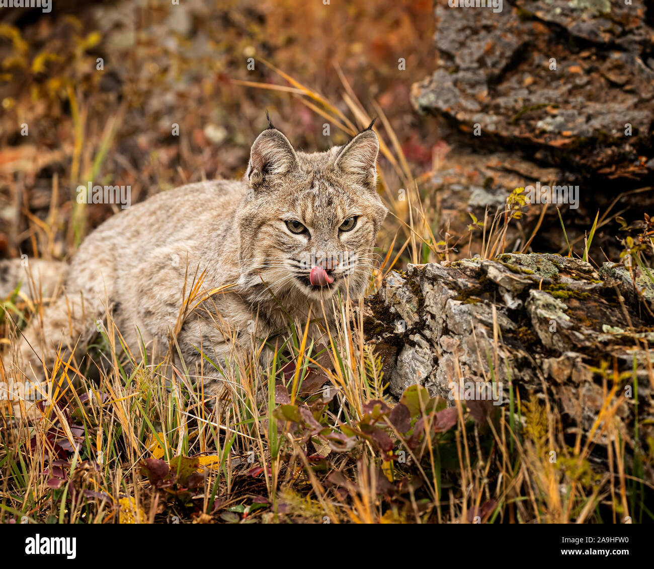 Adult Bobcat in Fall colors in Montana USA Stock Photo - Alamy
