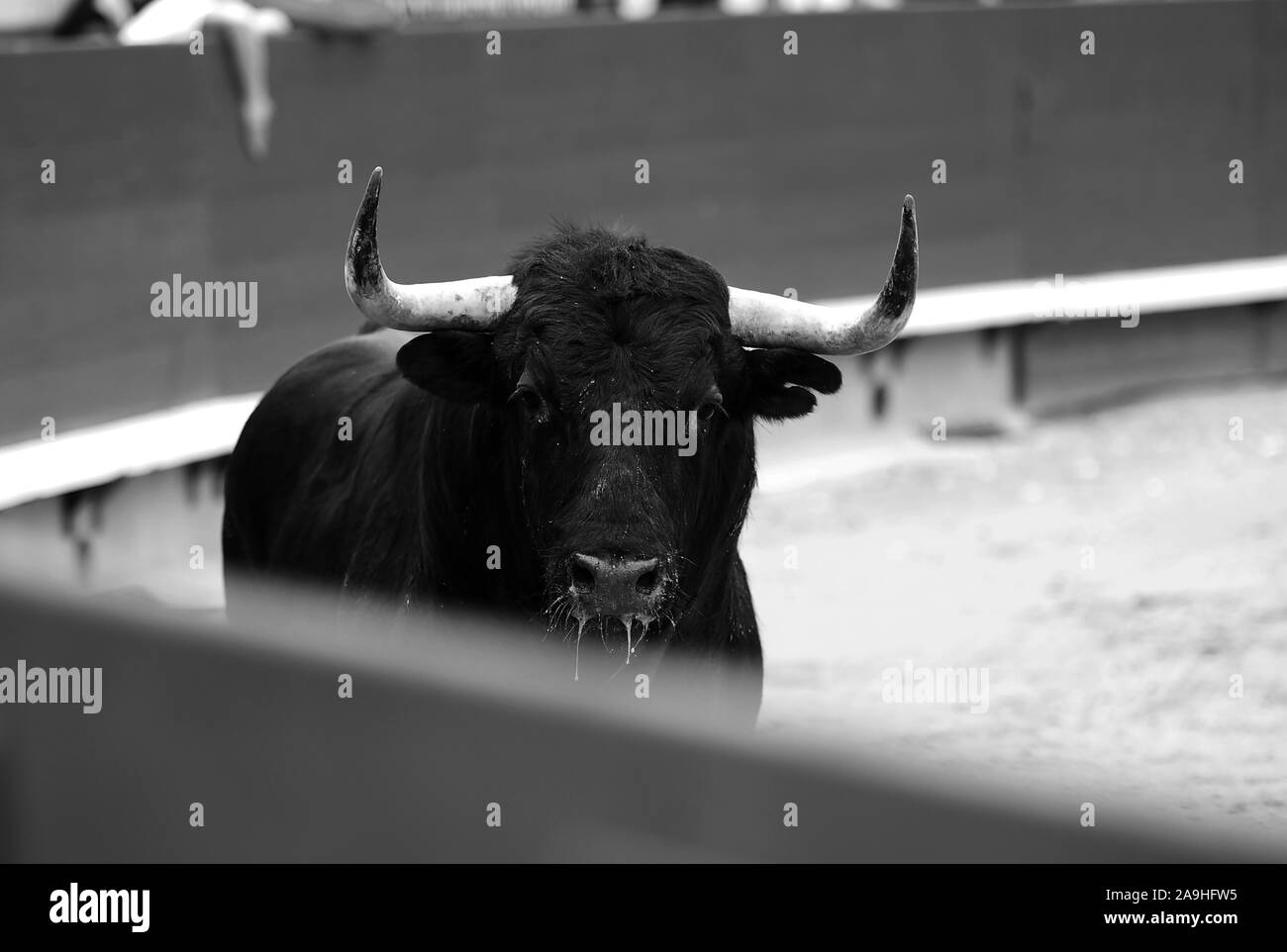 Bullfighting Black and White Stock Photos & Images - Alamy