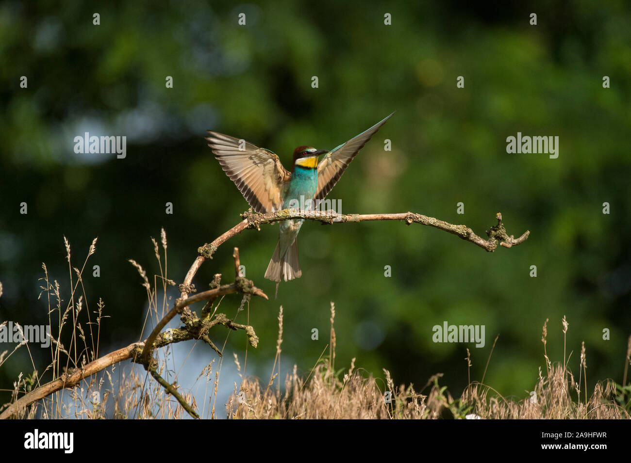 Bee-eater (Merop apiaster), Hortobágy National Park, Hungary Stock ...