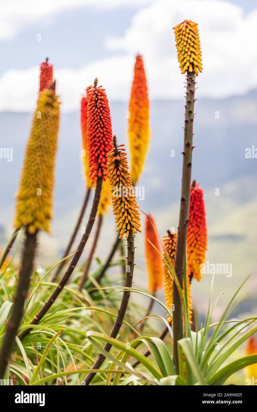 Ethiopian wildflower hi-res stock photography and images - Alamy