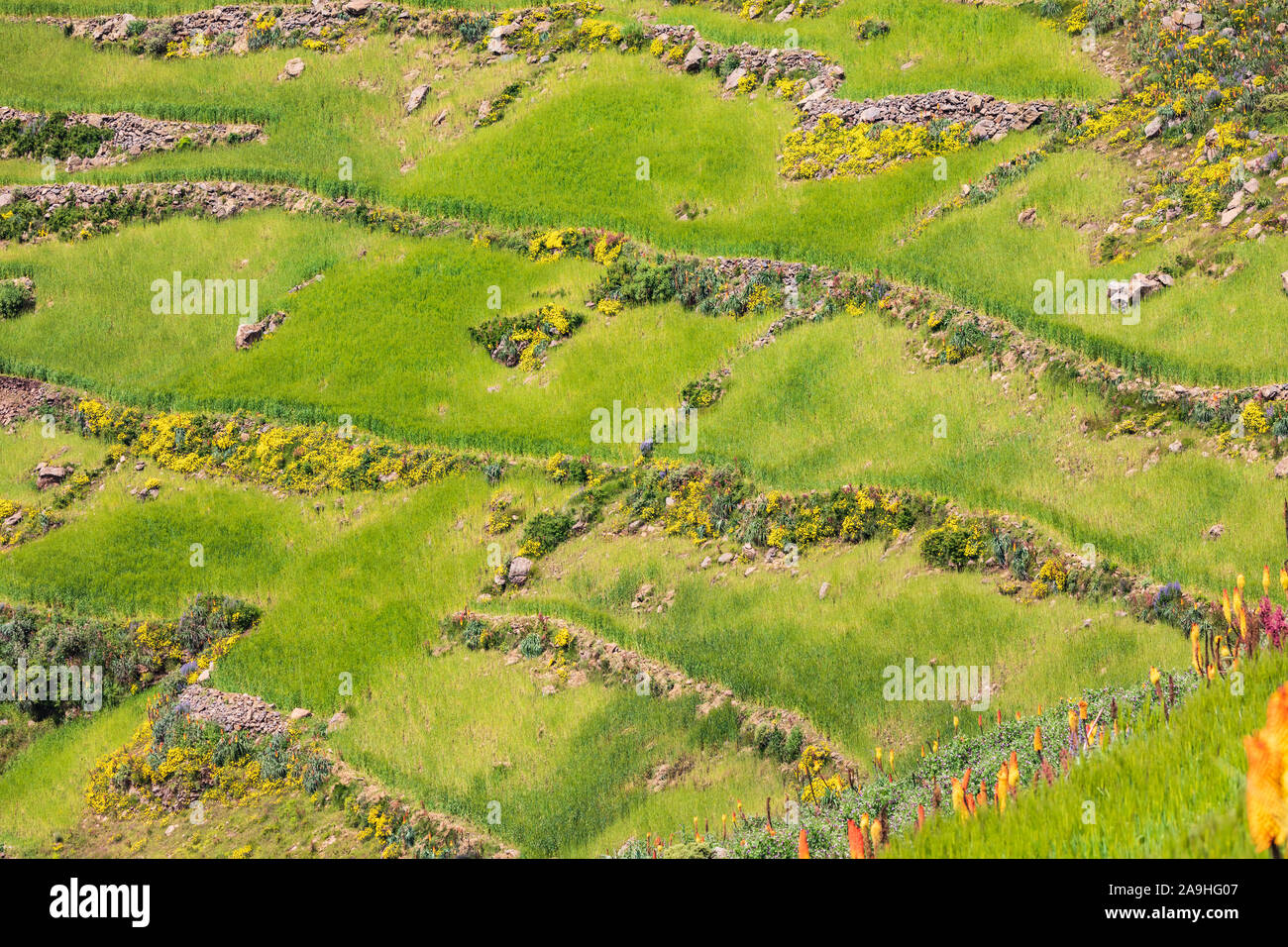 Ethiopia. Amhara. North Gondar. Farm fields on a hillside in the ...