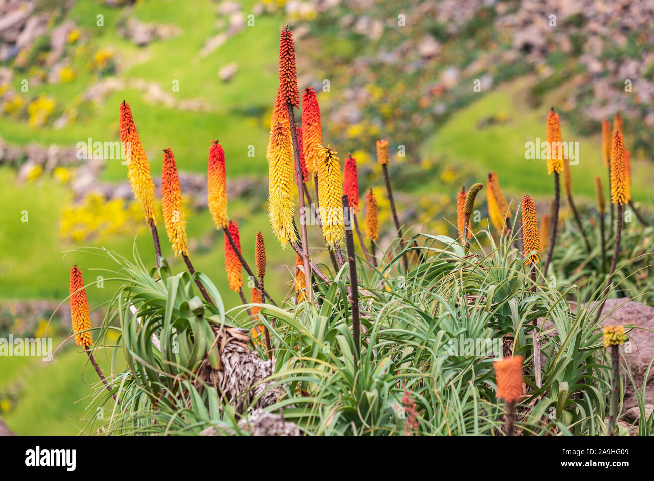 Ethiopian wildflower hi-res stock photography and images - Alamy