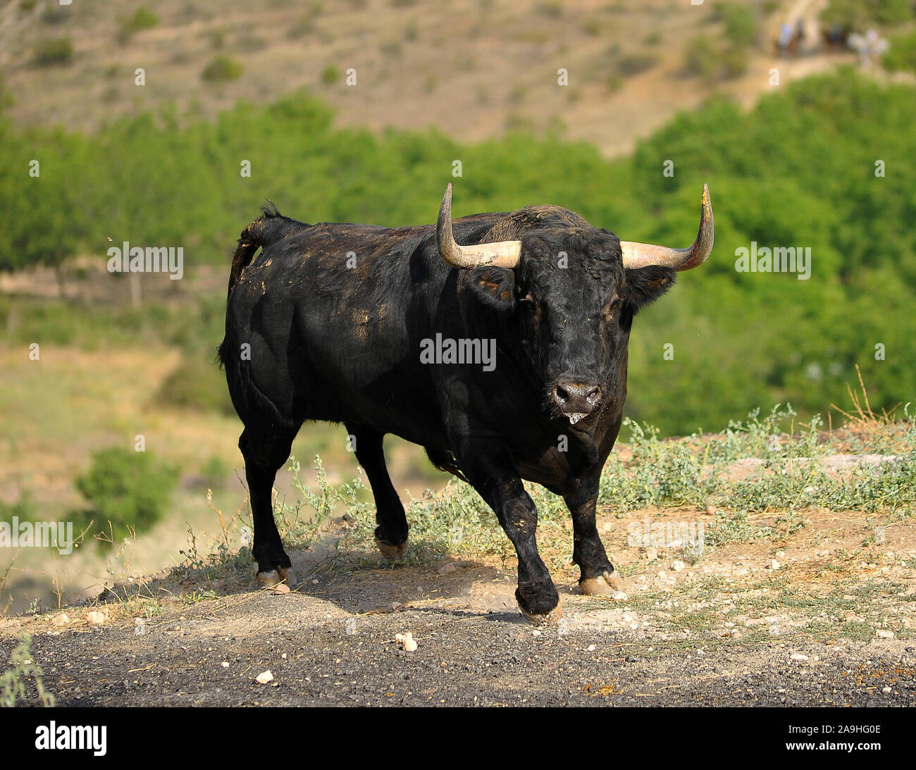 Angry bull hi-res stock photography and images - Alamy