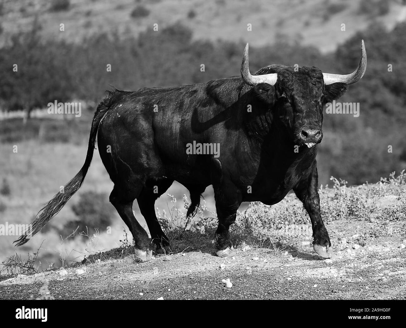 Angry bull Black and White Stock Photos & Images - Alamy