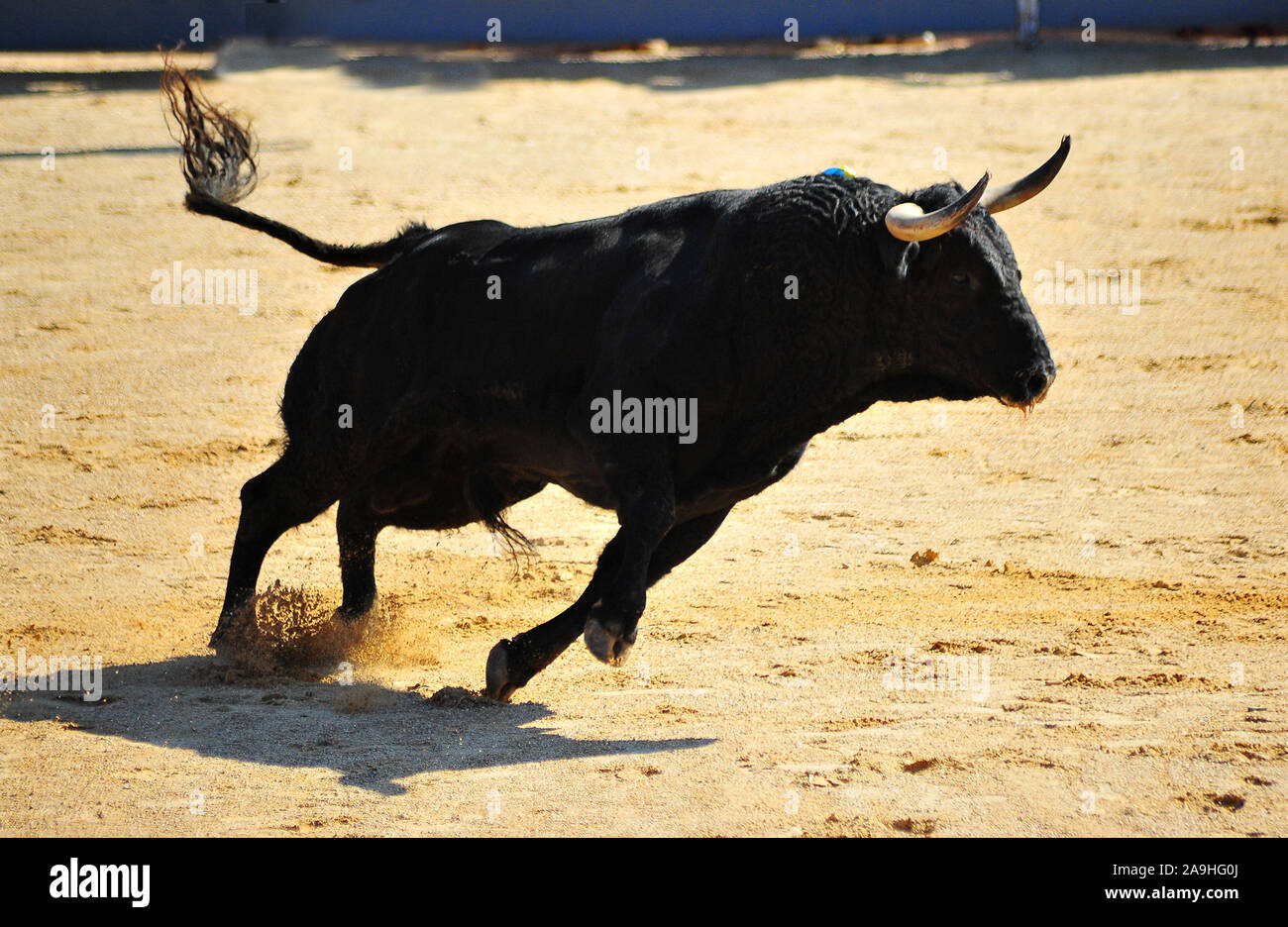 strong and angry bull in spain Stock Photo - Alamy
