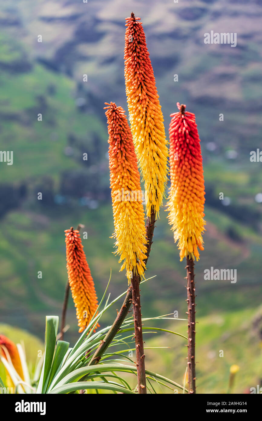 Ethiopian Flowers High Resolution Stock Photography and Images - Alamy