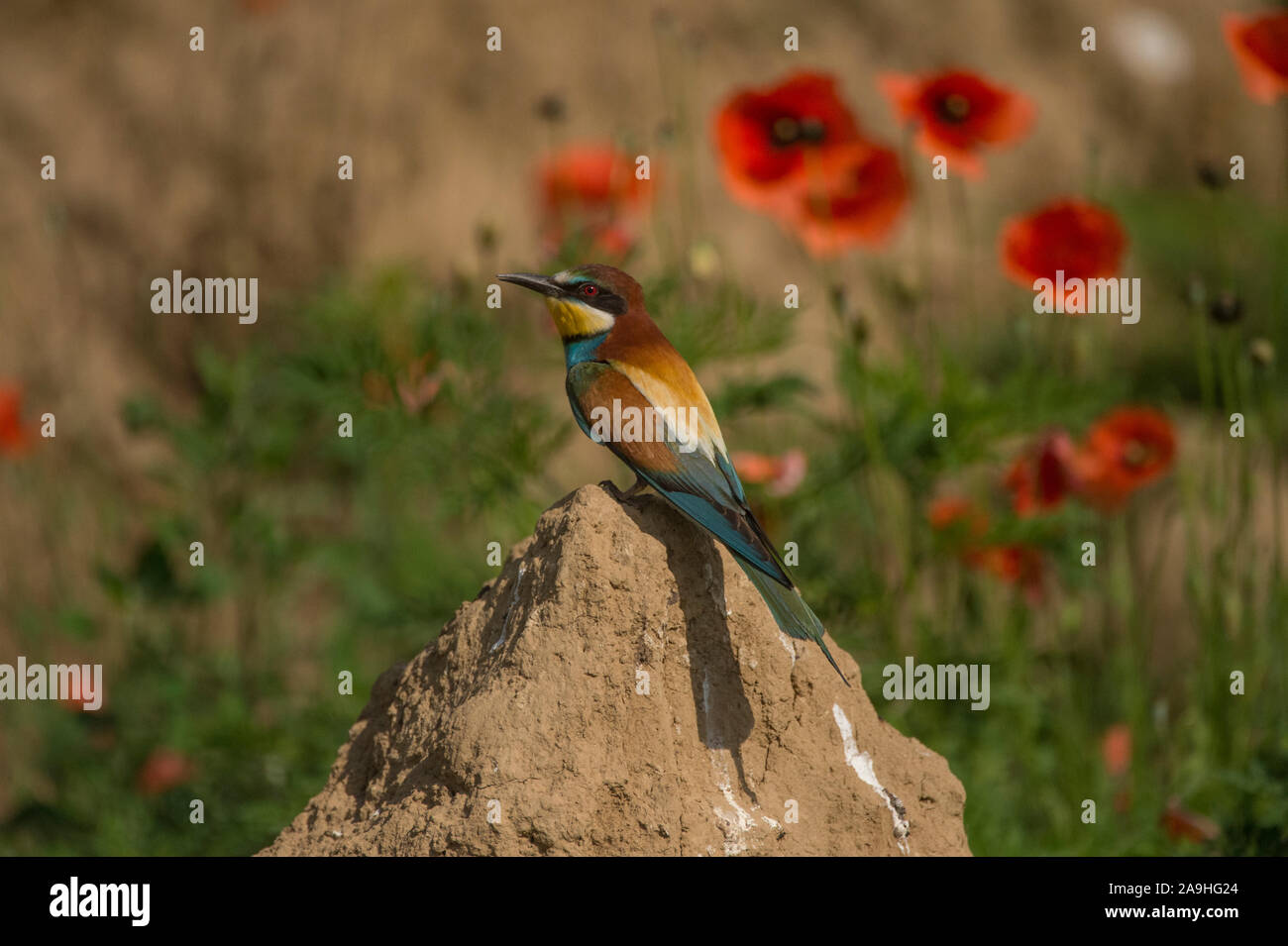 Bee-eater (Merop apiaster), Hortobágy National Park, Hungary Stock ...