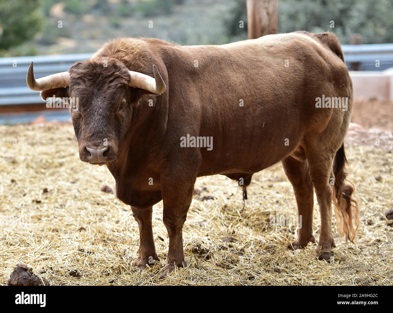 strong and angry bull in spain Stock Photo - Alamy