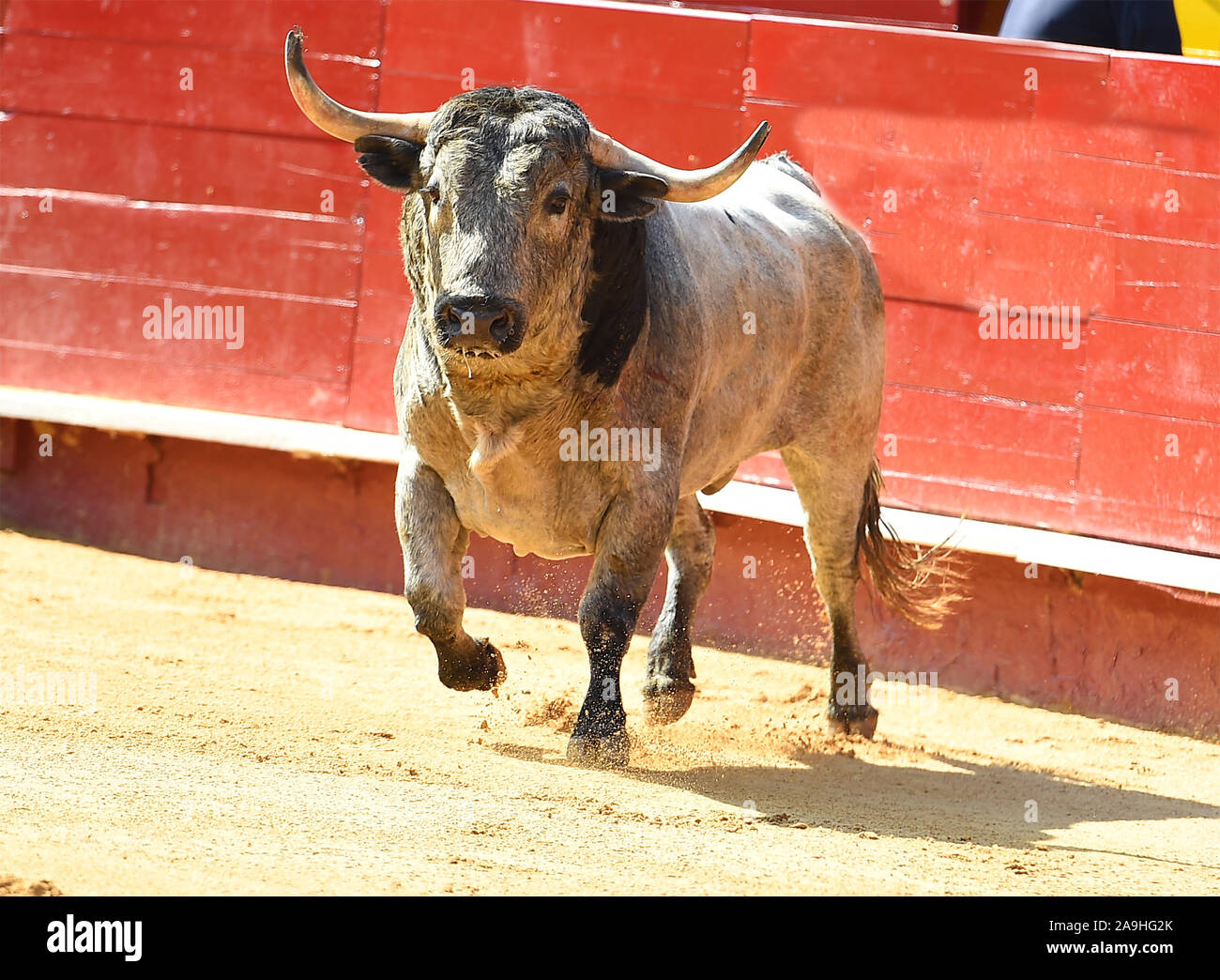 strong and angry bull in spain Stock Photo - Alamy