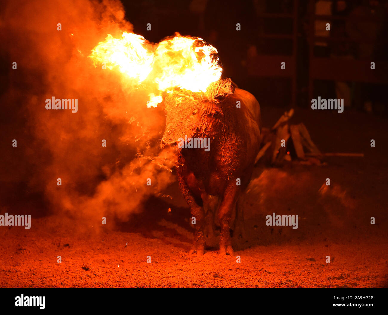 strong and angry bull in spain Stock Photo - Alamy