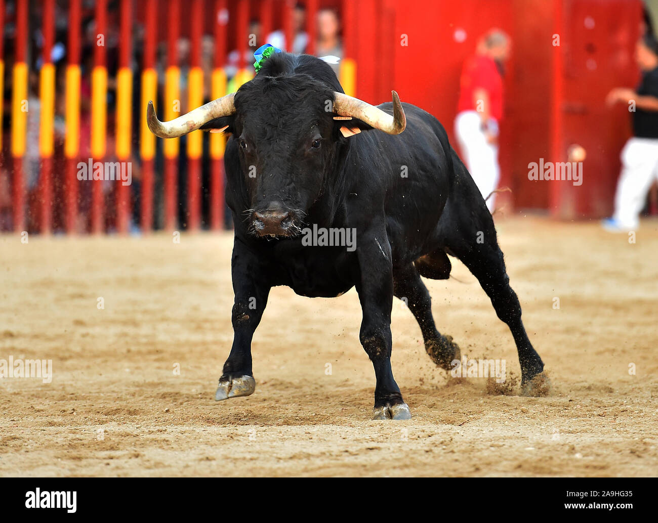 Pissed Off Bull