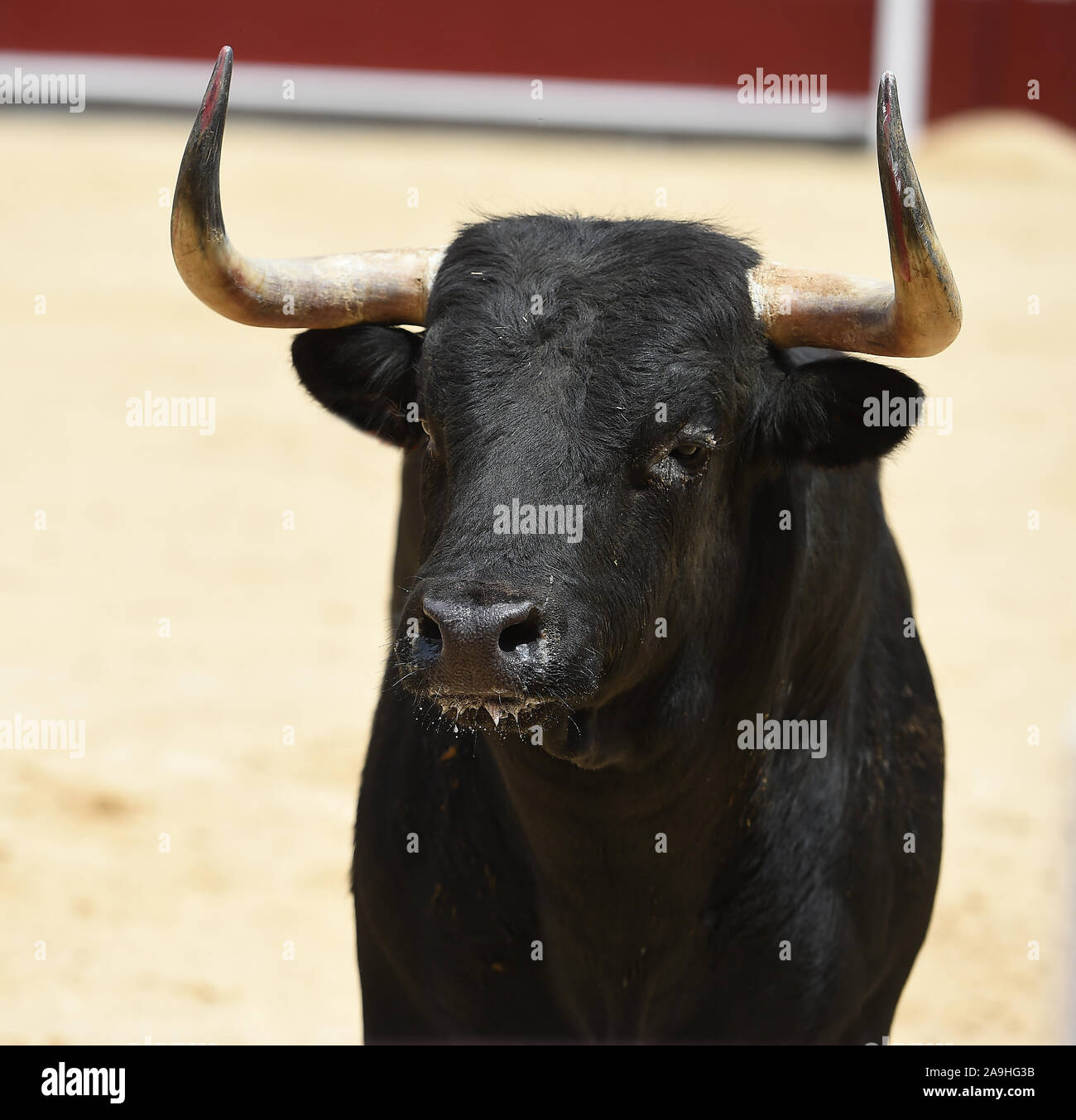 strong and angry bull in spain Stock Photo - Alamy