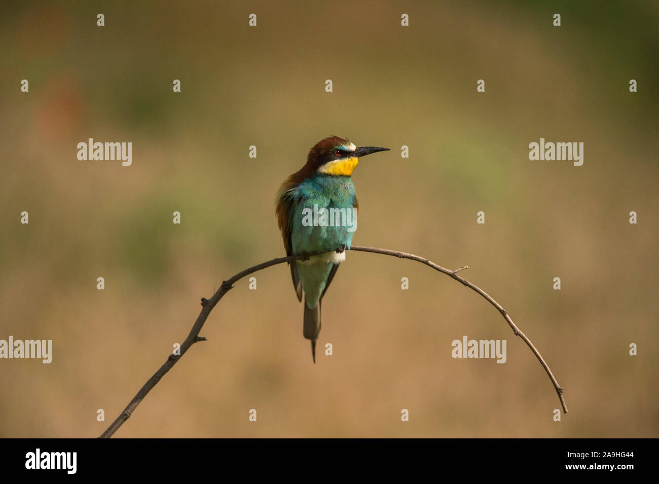 Bee-eater (Merop apiaster), Hortobágy National Park, Hungary Stock ...