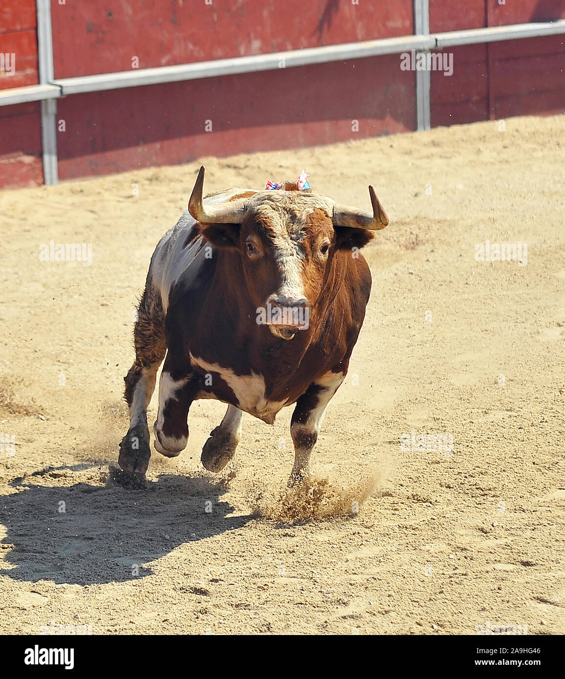 strong and angry bull in spain Stock Photo - Alamy
