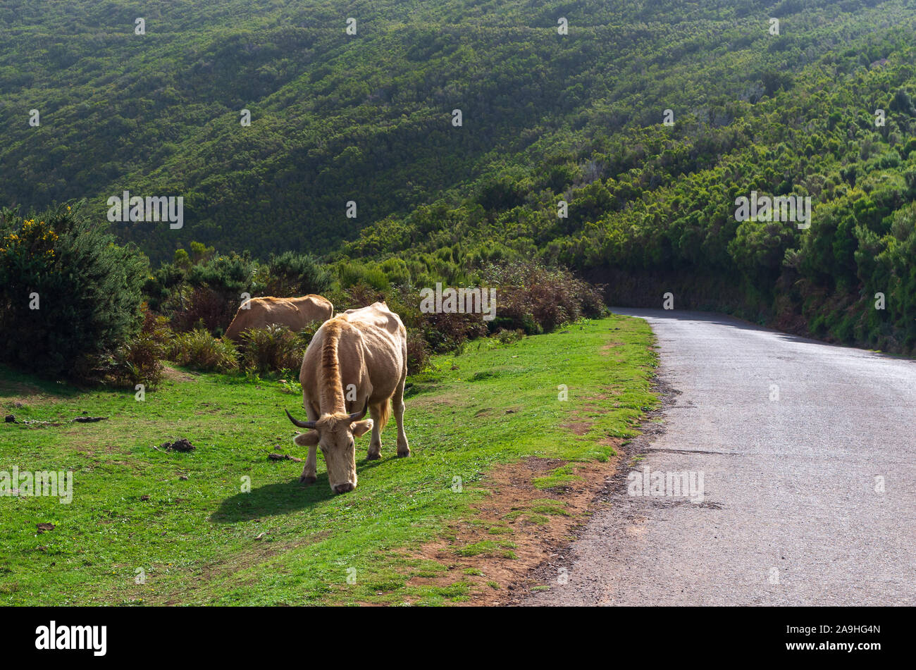 Cow madeira island hi-res stock photography and images - Alamy
