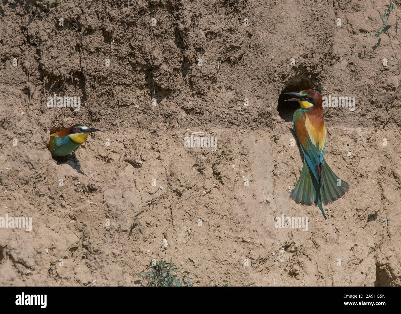 Bee-eater (Merop apiaster), Hortobágy National Park, Hungary Stock ...