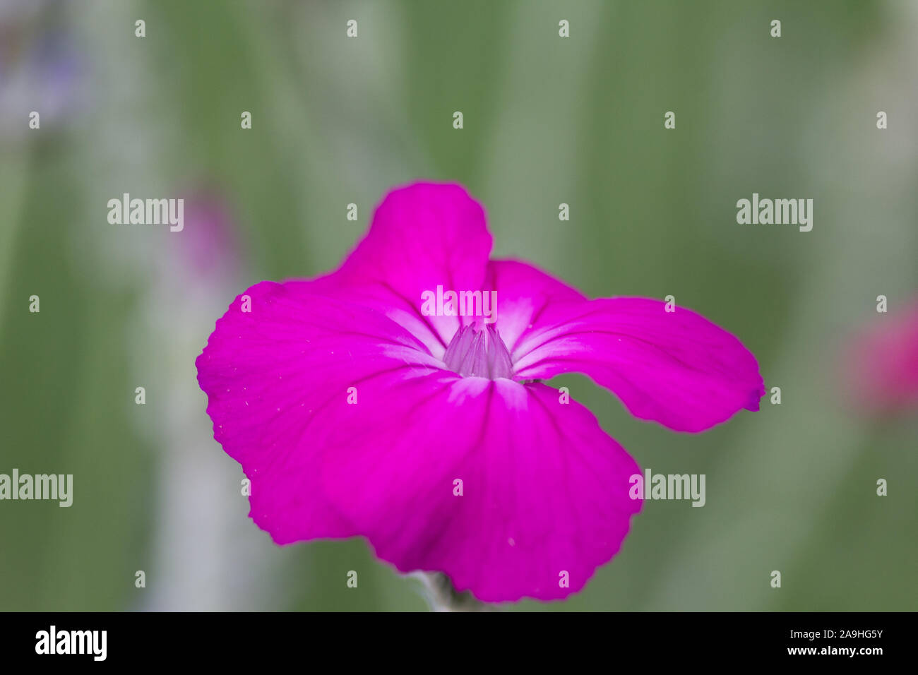 Crown campion hi-res stock photography and images - Alamy