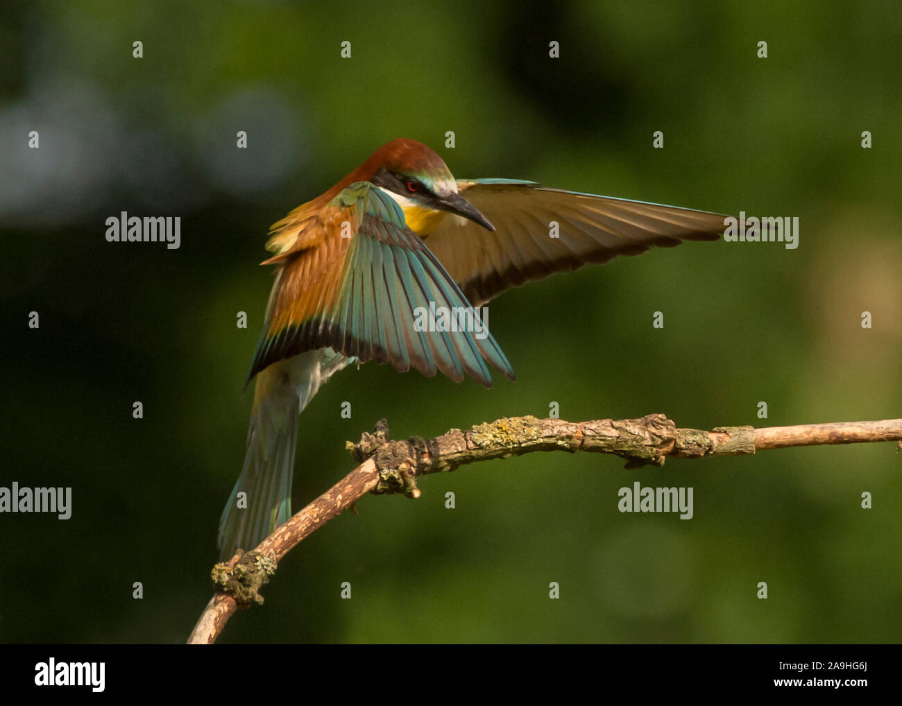 Bee-eater (Merop apiaster), Hortobágy National Park, Hungary Stock ...